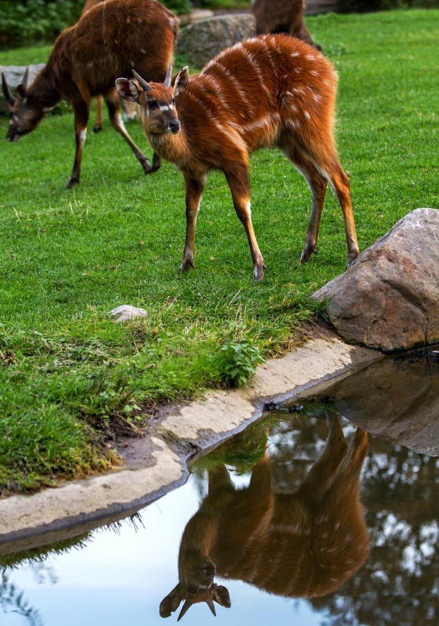 Sitatunga Antelope Drinking from a Pond. Stock Image - Image of animal ...