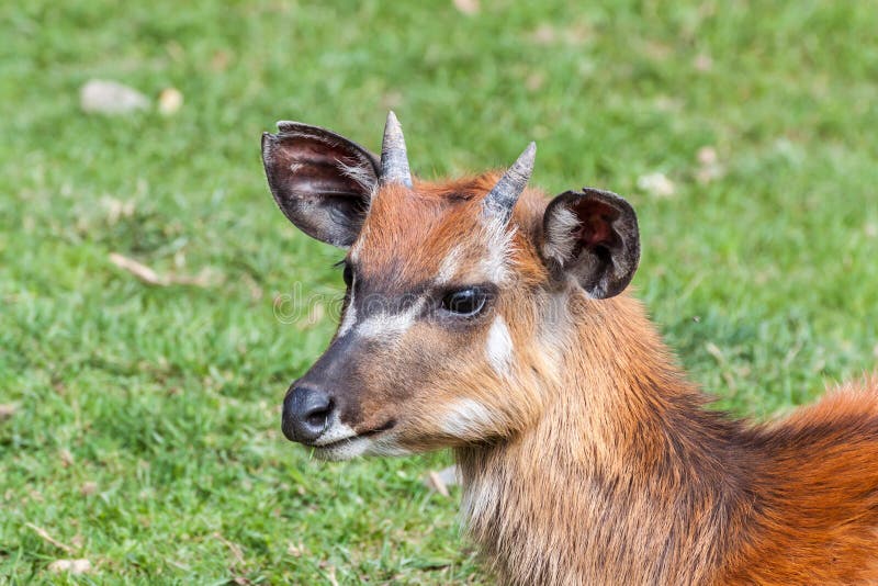 Sitatunga Looking Quite Assured. Stock Photo - Image of mammal, animal ...