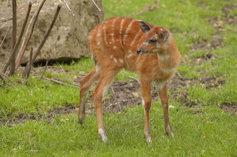 Sitatunga stock image. Image of sitatunga, herbivorous - 35533961
