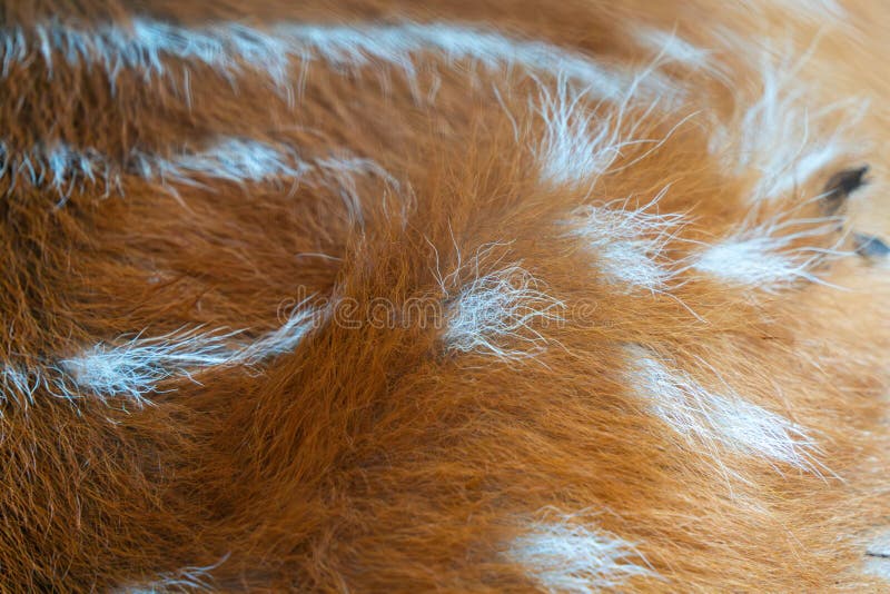 Sitatunga or Marshbuck (Tragelaphus Spekii) Stock Image - Image of ...