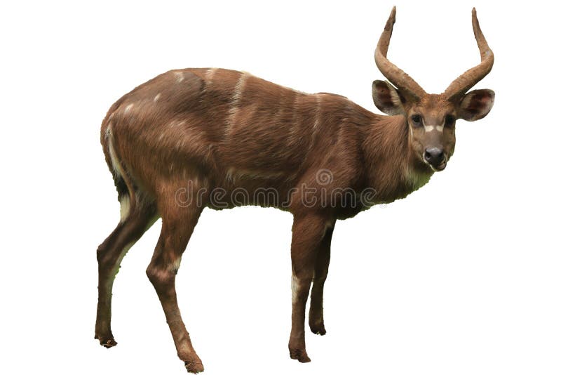 333 Sitatunga Antelope Stock Photos - Free & Royalty-Free Stock Photos ...