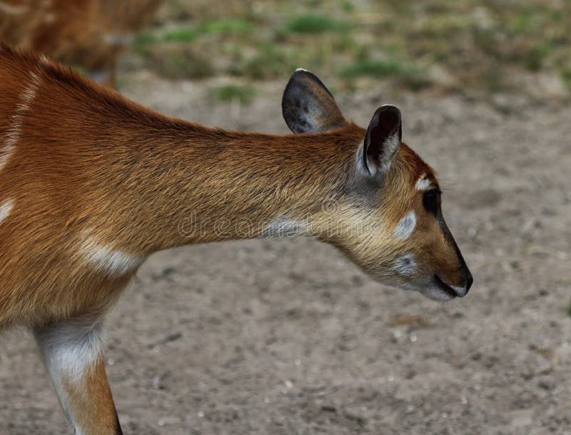 Sitatunga stock image. Image of forest, animal, mammal - 97338363