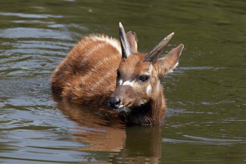Sitatunga (Swamp antelope) stock image. Image of grazing - 2472661