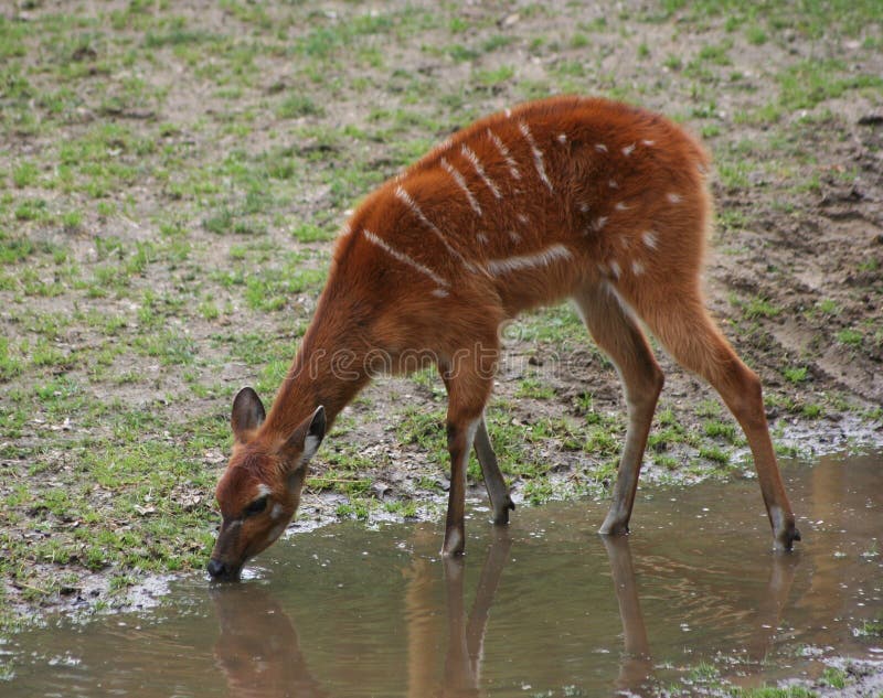 Sitatunga In Water - Animals In The Nature Stock Photo - Image of ...
