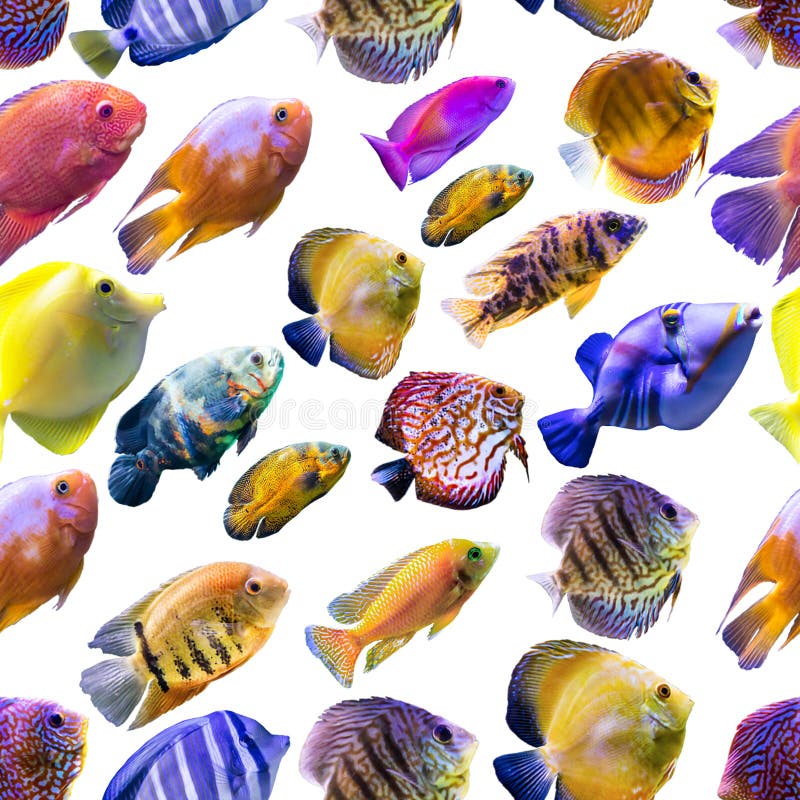Seamless Pattern. Multi-colored Fishes on a White Background. Stock ...