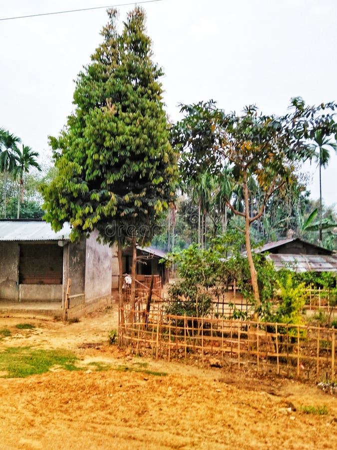 A Site of a Rural Place of Assam ,India Stock Image - Image of fancing ...