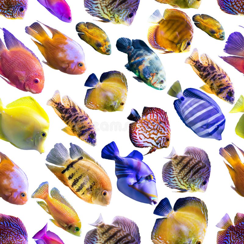 Seamless Pattern. Multi-colored Fishes on a White Background. Stock ...