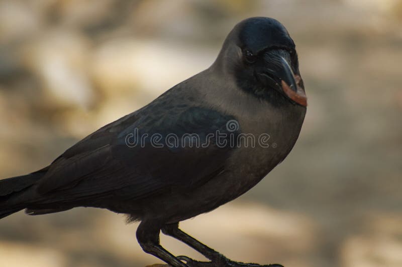 Siting a Crow Have Food in Sharp Beak Stock Image - Image of crow ...