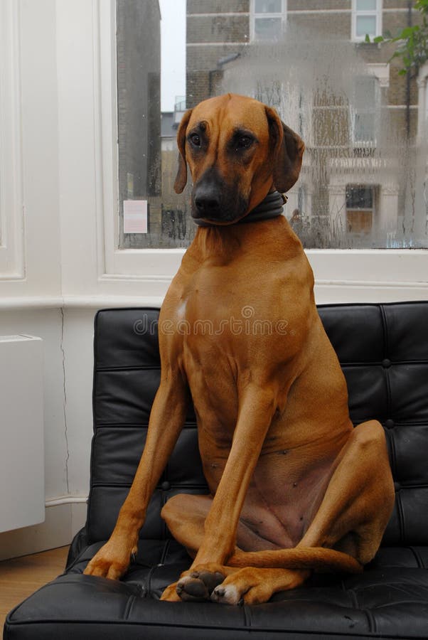 Siting Dog stock image. Image of relax, sofa, home, ridgeback - 32289355