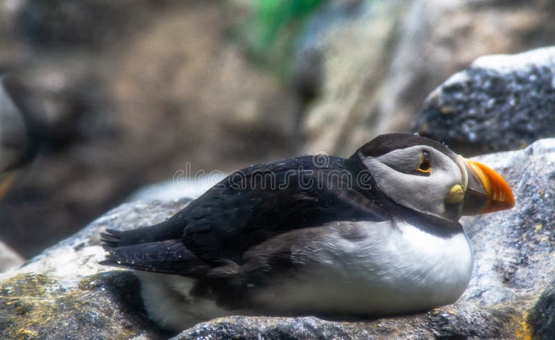 Siting Puffin at the Zoo in Spain Stock Image - Image of birds, bird ...