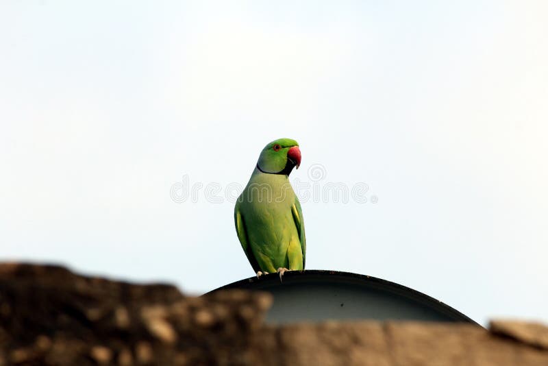 Sitio de loro verde imagen de archivo. Imagen de vertebrado - 215902471