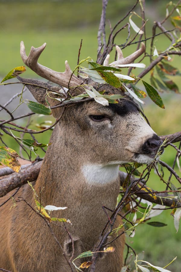 Sitka Blacktail Deer Buck stock image. Image of animal - 89546653