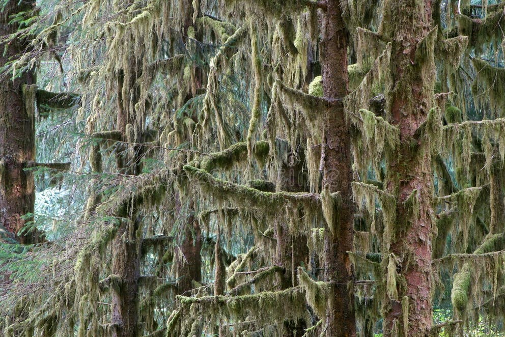 Sitka Spruce Forest stock photo. Image of raniforest, forest - 3625952