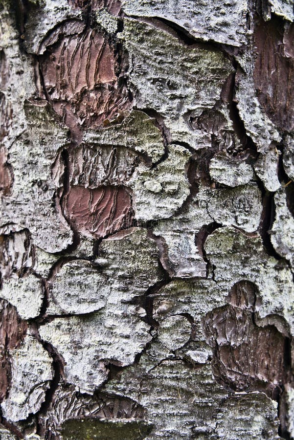 Sitka Spruce Tree Bark Close Up Stock Image - Image of closeup ...