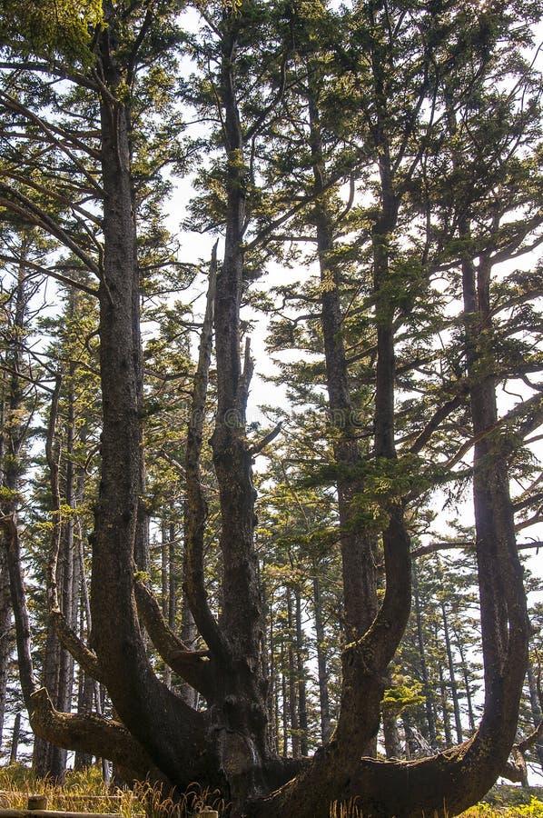 Tthe Octopus Tree of Oregon Growing Near the Lighthouse at Cape Mears ...