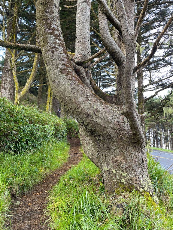 Sitka Spruce Tree Trunk 01 stock image. Image of picea - 345184795