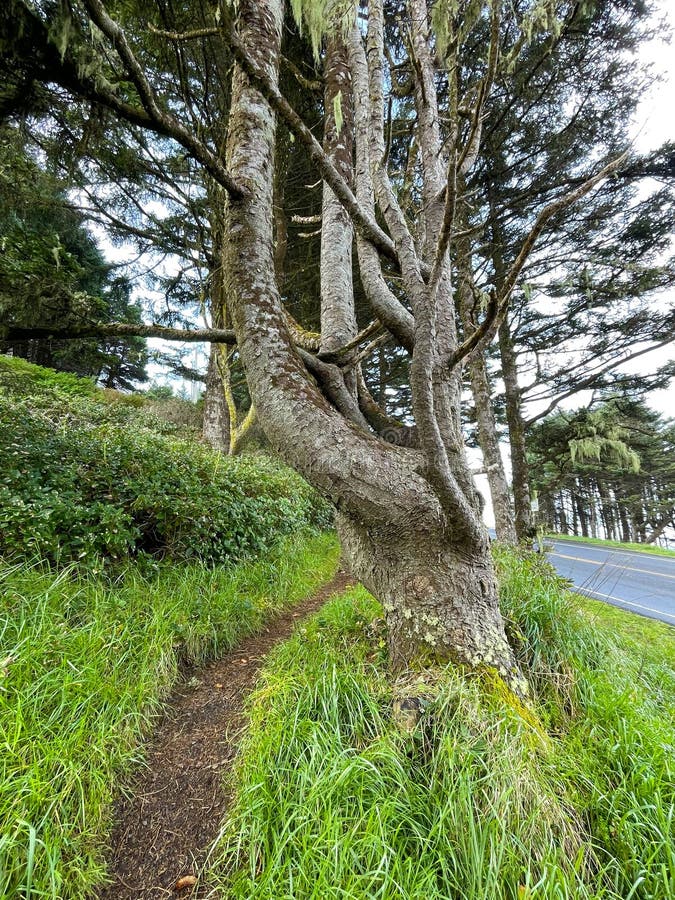 Sitka Spruce Tree Trunk 03 stock image. Image of coast - 345184799