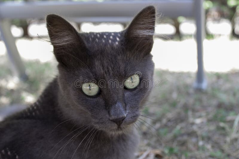 Sits a grey cat. Feline stock image. Image of friendship - 317780451