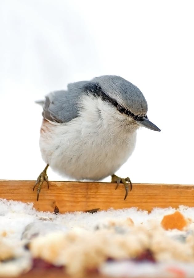 Sitta Europaea. Bird Sitting on the Feeder Close. Stock Image - Image ...