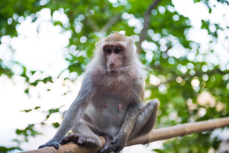 Sitting Adult Macaque Monkey Stock Photo - Image of outdoor, primate ...
