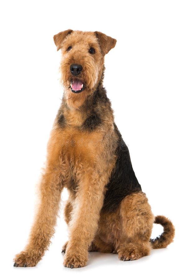 Sitting Airedale Terrier On White Background Stock Image - Image of ...