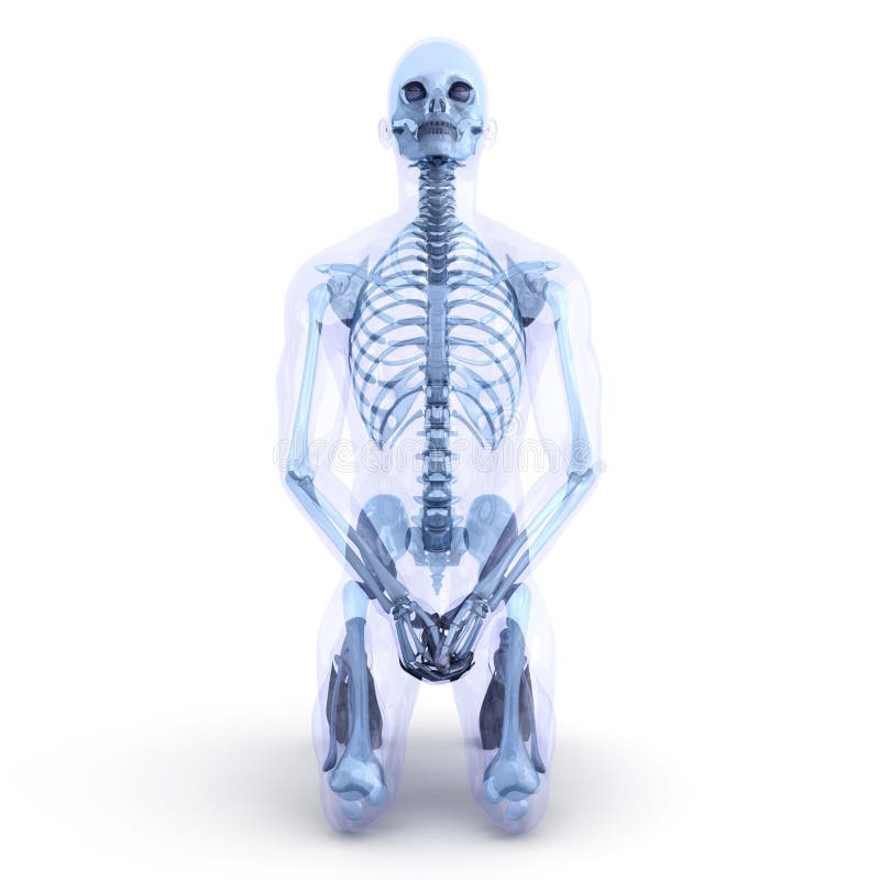 25+ Sitting anatomy Free Stock Photos - StockFreeImages