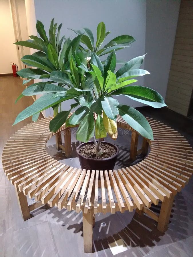 Sitting arae stock image. Image of called, sitting, beautiful - 120134731