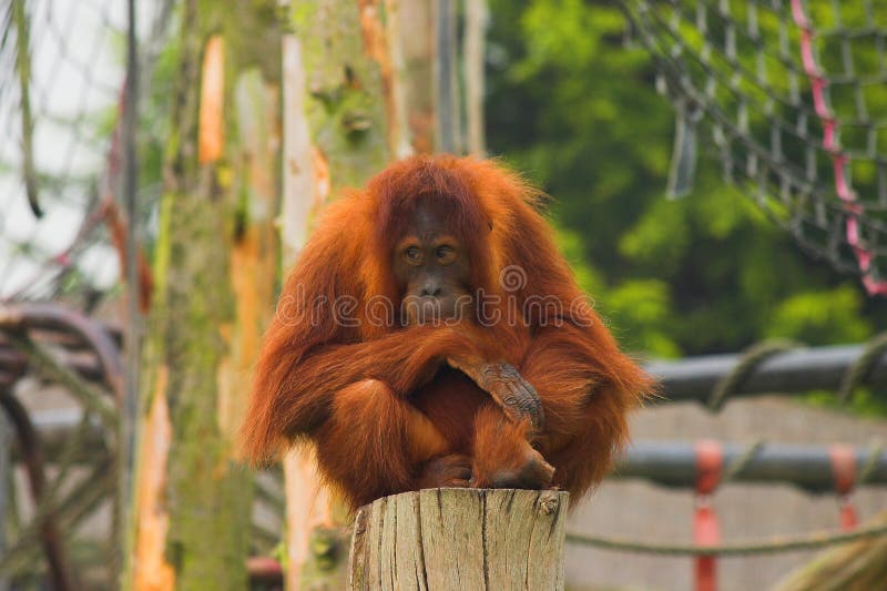 Jumping dolphin stock image. Image of creature, amusement - 2339033