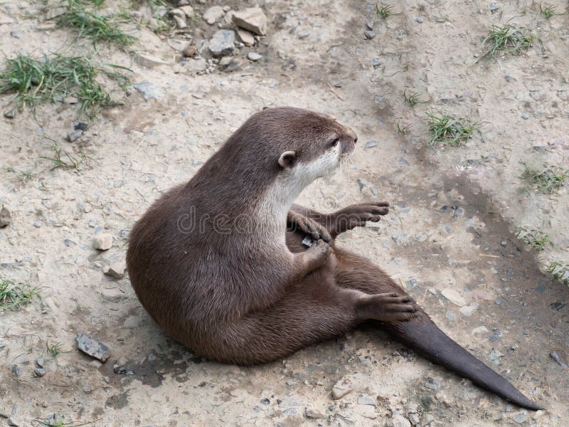 Sitting Asian Short-clawed Otter, Aonyx Cinerea. Stock Photo - Image of ...