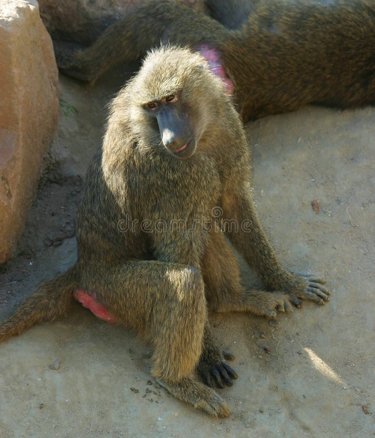 Sitting baboon stock photo. Image of relaxing, meditative - 1455948