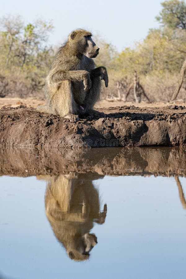 Sitting Baboon Its Reflection Stock Photos - Free & Royalty-Free Stock ...