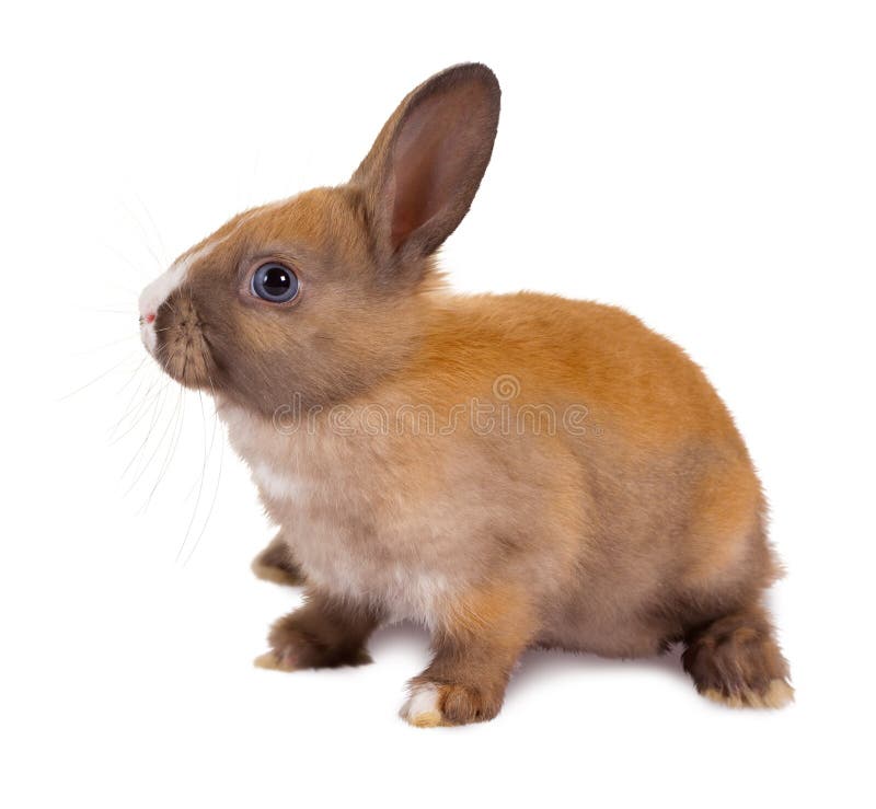 Sitting baby rabbit stock photo. Image of sitting, domestic - 23758502