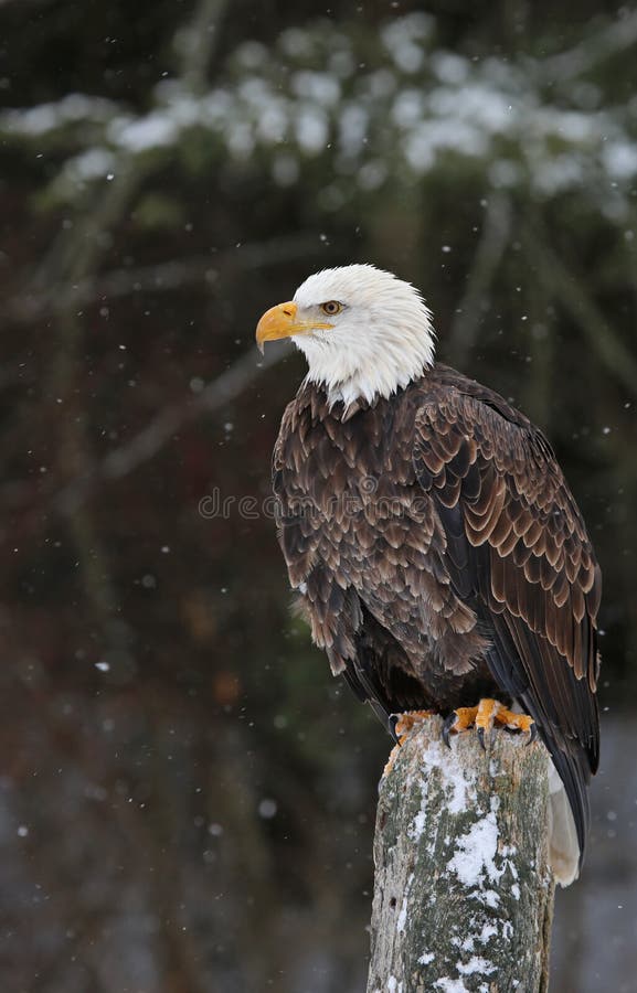 Bald Eagle Take-Off stock photo. Image of taking, haliaeetus - 53918840