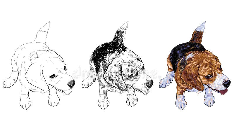 Sitting beagle stock illustration. Illustration of beagle - 29802452