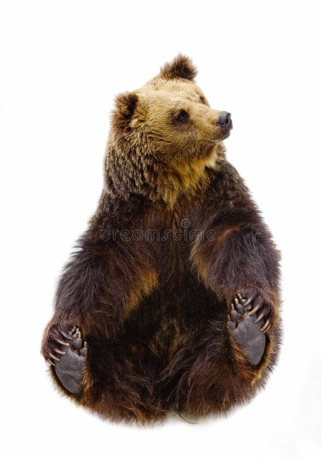 Sitting Bear stock image. Image of cute, bear, face, mammal - 6673945