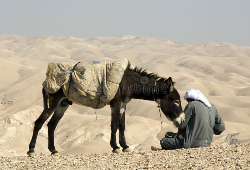 547 Donkey Sitting Stock Photos - Free & Royalty-Free Stock Photos from ...