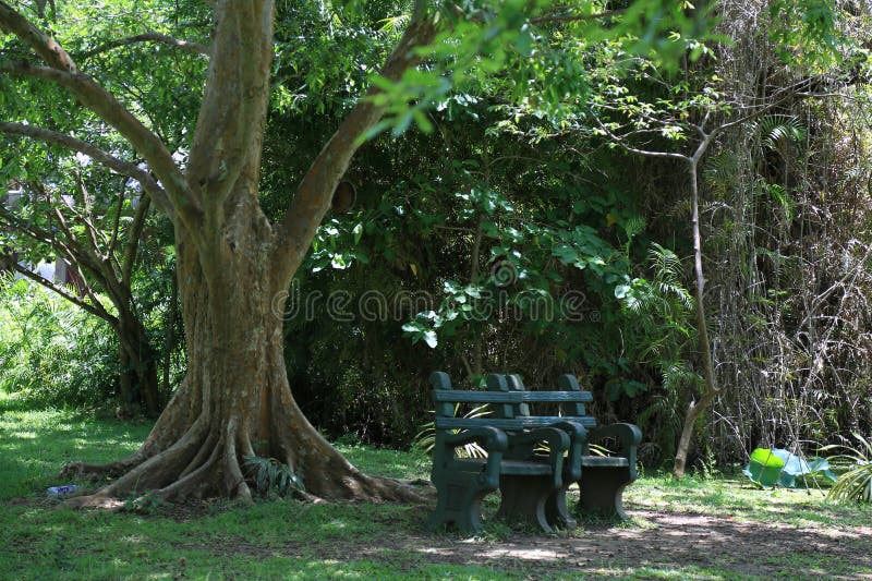 Sitting Bench Under a Big Tree Shade Stock Image - Image of lawn, trunk ...