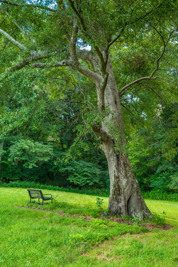 Bench Under Shade Tree Stock Photos - Download 338 Royalty Free Photos