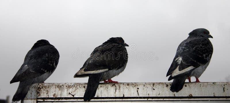 Sitting Birds (2) stock image. Image of direction, rainy - 72531