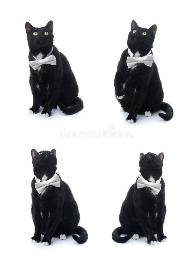 Sitting Black Cat Isolated Over the White Background Stock Image ...