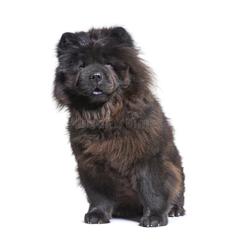 Sitting Black Chow-chow Dog Looking at the Camera, Isolated on White ...