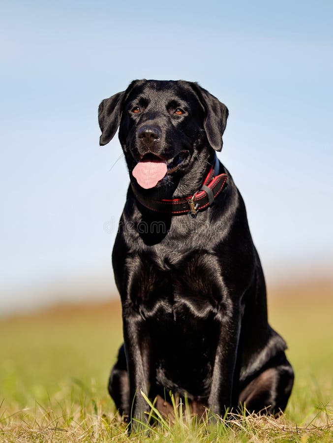 Black Labrador Sitting In The Grass Stock Image - Image of breed, hound ...