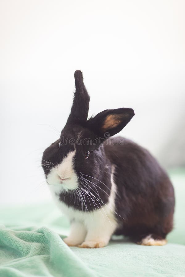 Sitting Black and White Dutch Rabbit Indoor Stock Image - Image of home ...