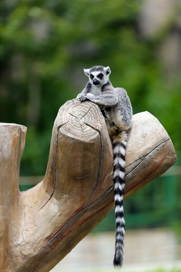 Ring-tailed Lemur Sitting on a Log Stock Photo - Image of wildlife ...