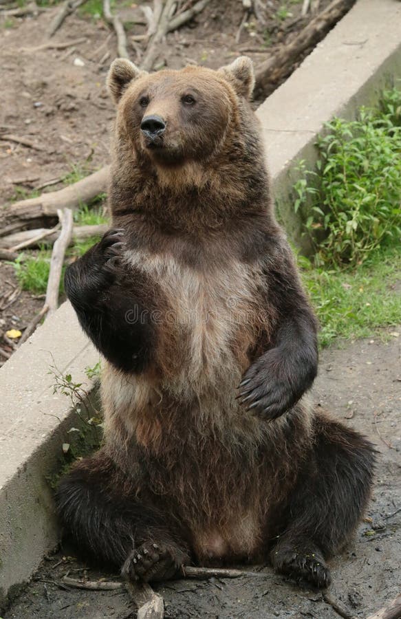Sitting brown bear stock photo. Image of animal, bear - 26477574