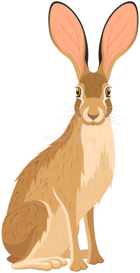 Sitting Brown Jackrabbit stock vector. Illustration of white - 268217415