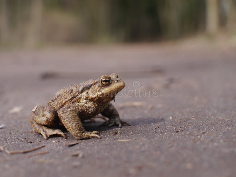 Sitting brown toad stock image. Image of wildlife, foot - 39134283