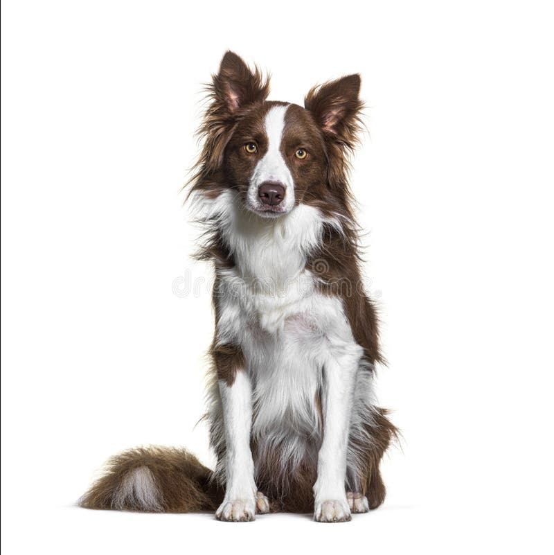 Sitting Brown and White Border Collie Staring at the Camera, Isolated ...