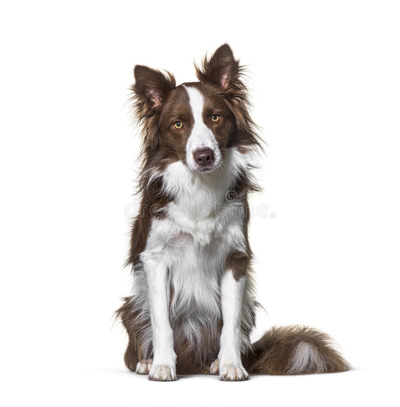 Sitting Brown and White Border Collie Staring at the Camera, Isolated ...