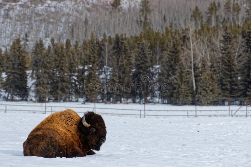Sitting Buffalo Resting in a Sunny Day Stock Photo - Image of badlands ...